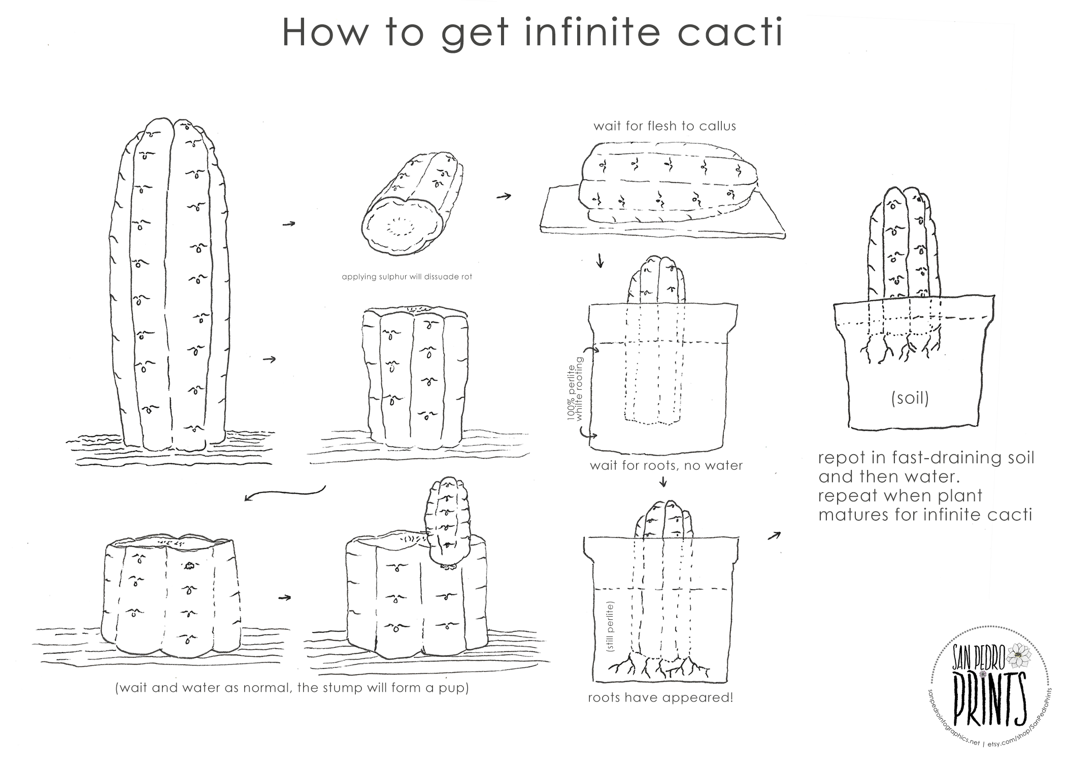 Propagating and Rooting cacti