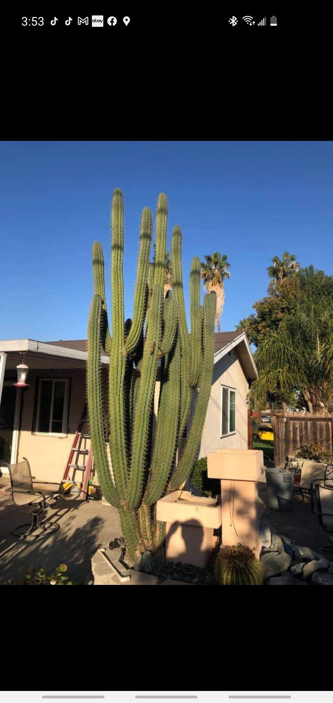 Cereus, Trichocereus. The tale of 007